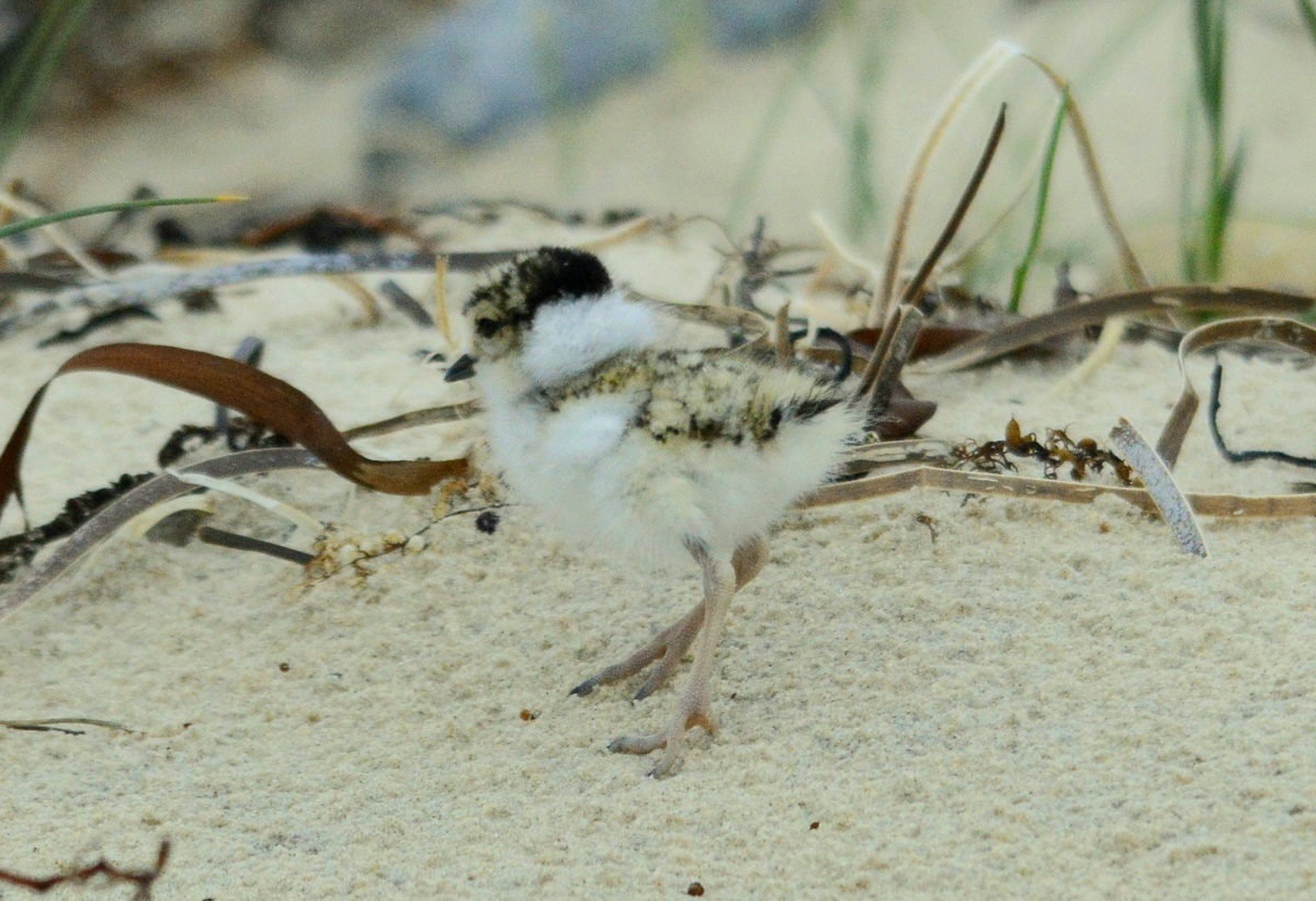 First Hooded Plover chicks for the season Onkaparinga Now